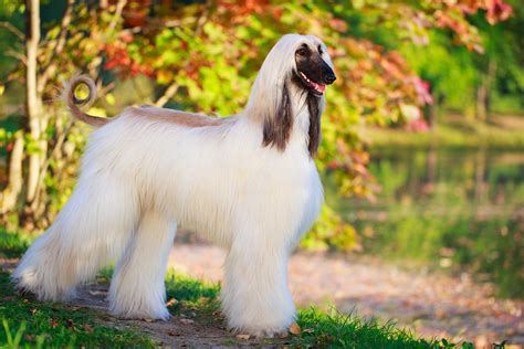 Meet The Afghan Hound
