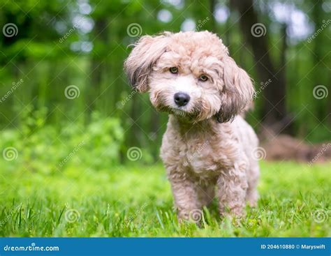 头倾斜的小狮子狗混合品种 库存照片 图片 包括有 倾听 似犬 竖起 爱好健美者 表达式 求知欲 204610880