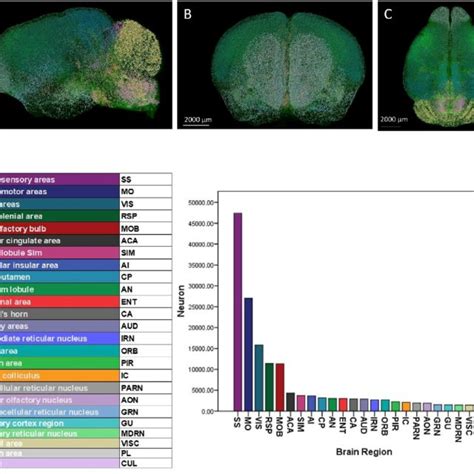Pdf Brain Wide Mapping Of C Fos Expression With Fluorescence Micro
