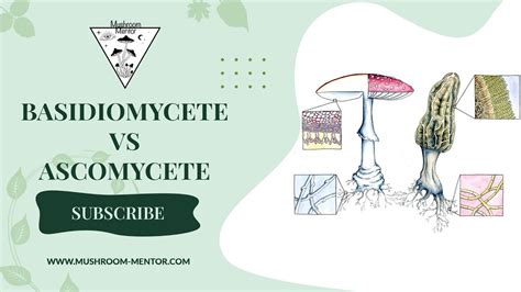 What Different Types Of Fungi Are There Basidiomycetes Vs Ascomycetes Will Be Explained Youtube