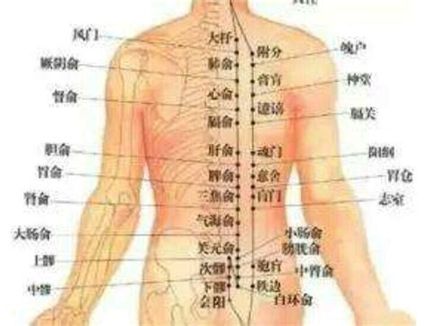 心俞肾俞 肺心 心肝 第12页 大山谷图库