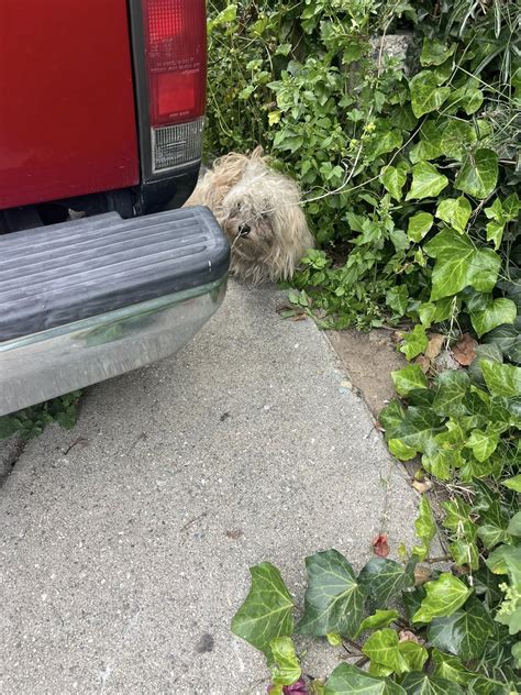 Tiny Stray Pup Paralyzed From Fright When Earthquake Struck Has