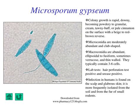 Microsporum Gypseum