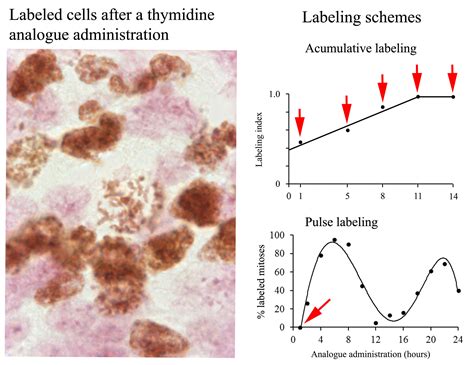 Methods For Inferring Cell Cycle Parameters Using Thymidine Analogues