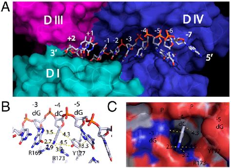 Structural Determinants For Substrate Binding And Specificity A Download Scientific Diagram