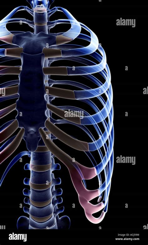 Xiphoid Process Hi Res Stock Photography And Images Alamy