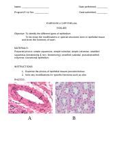 EXERCISE Epithelial Tissues Docx Name Date Performed Program Yr Sec Date Submitted