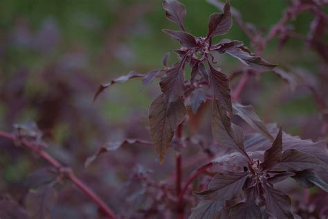 Red Amaranth Nature Free Photo On Pixabay Pixabay