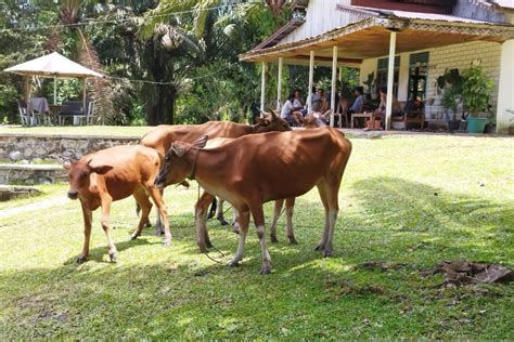 Pengembangan Sistem Integrasi Sapi Sawit Di Kalbar Mencapai 2247 Ekor