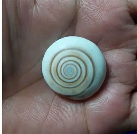 Mutya Ng Ipo Ipo Shell Pang Pa Swerte Sa Hanap Buhay Trabaho Lazada Ph