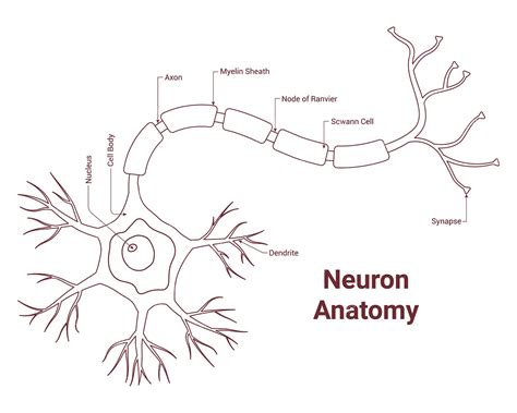 Premium Vector Neuron Anatomy Dendrite Synapse Axon Myelin Sheath Cell Body Nucleus Node Of