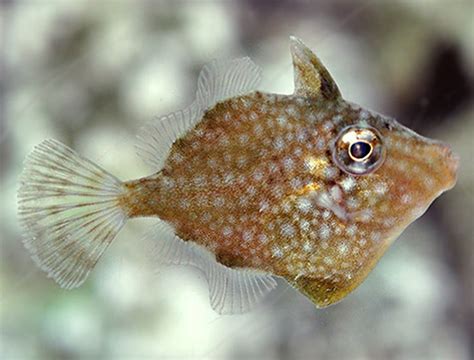 Whitespotted Pygmy Filefish Custom Marine Aquaria
