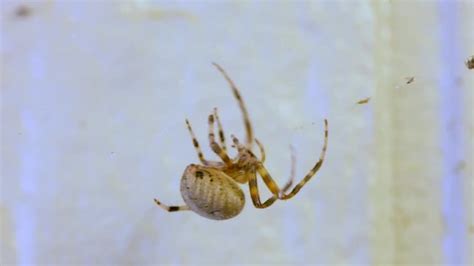 Neoscona Crucifera Poisonous