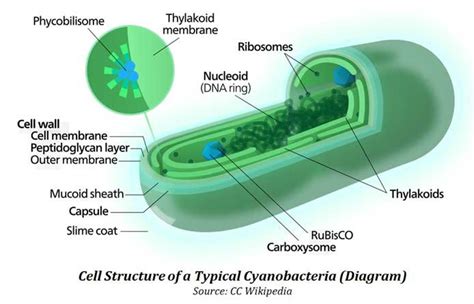 Characteristics Of Cyanobacteria Easybiologyclass