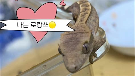 크리스티드 게코 로랑이 귀여움😍 속눈썹 도마뱀 파충류 게코 Youtube