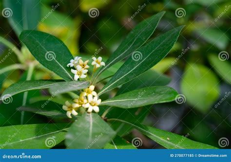 Pittosporum Tobira White Yellow Flowers On A Background Of Green