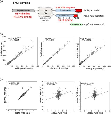 A Schematic Structure Of The Fact Complex In Fission Yeast Acidic Download Scientific
