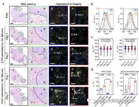 【文献分享】 生态中心刘思金、徐明研究员：通过增强渗透滞留 Epr 效应和间充质干细胞 Msc 靶向纳米金的定量比较 知乎