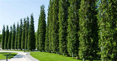 Discover the 8 Fastest-Growing Evergreen Trees