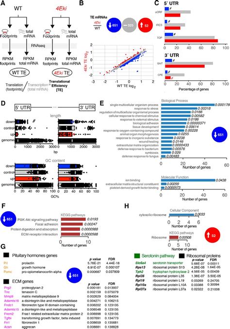 Loss Of Eif4e Phosphorylation Engenders Depression Like Behaviors Via
