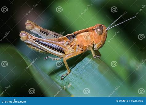 Grasshopper Nymph Chromacris Speciosa On Leaf Royalty Free Stock Image