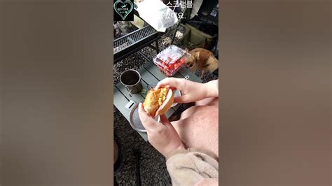 브이로그vlog밀양초록슈피아캠핑장with 댕댕이 2마리 Youtube