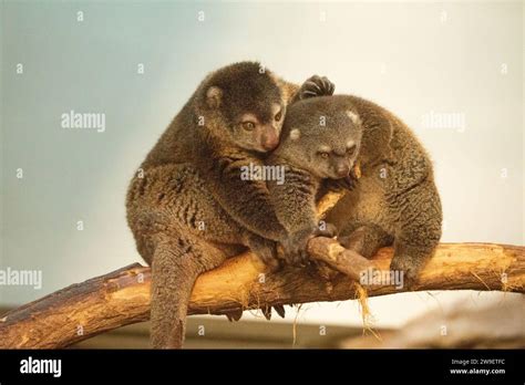Cute Wild Bear Cuscus Aulirops Ursinus Arboreal Against Blure