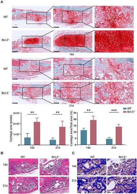 Histological Sections Of The Bone Fracture With Safranin O Hematoxylin Download Scientific