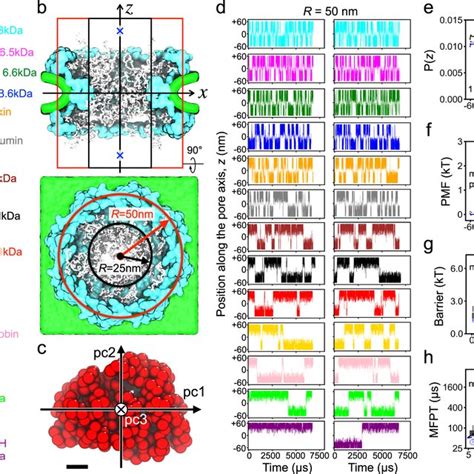 Passive Diffusion Of Proteins Through Yeast Npc A Representative