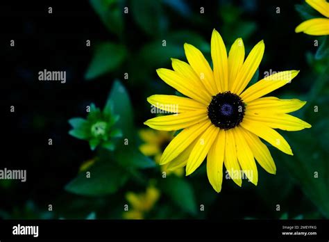 A Closeup Of A Black Eyed Susan Rudbeckia Hirta Against Blurred