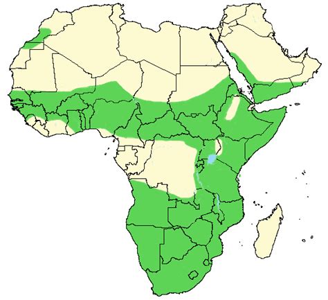 Puff Adder Wildlife Vagabond