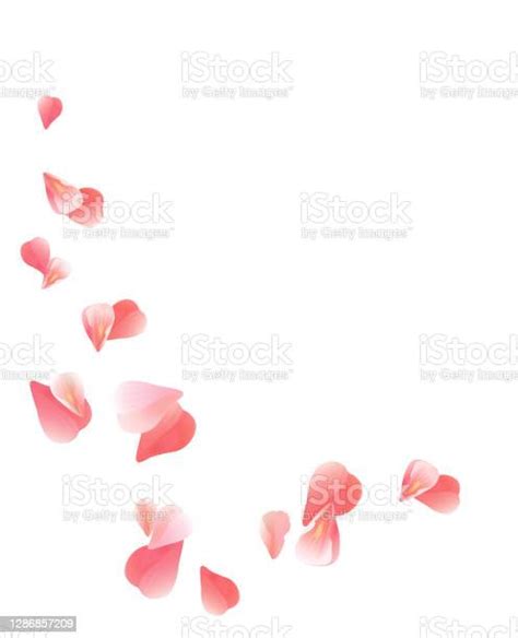 흰색 배경에 고립 된 분홍색 비행 꽃잎 마음의 형태로 꽃잎 수직 벡터 0명에 대한 스톡 벡터 아트 및 기타 이미지 0명