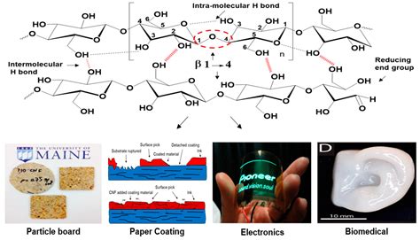 Cellulose Structure Hydrogen Bonds
