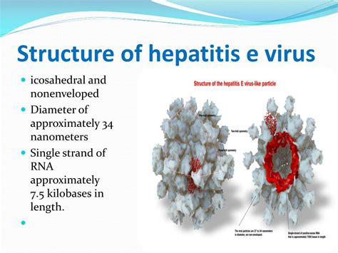 Hepatitis E Virus Structure