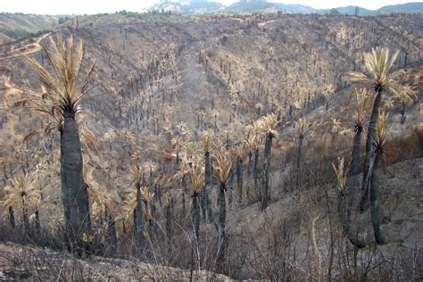 In Chile A Declining Forest Worries Scientists Inside Climate News
