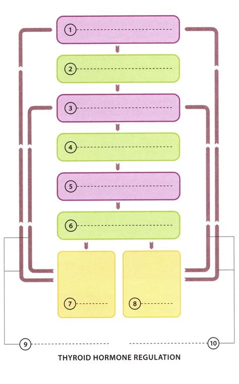 Endocrine System Head And Neck Thyroid Hormone Regulation Process