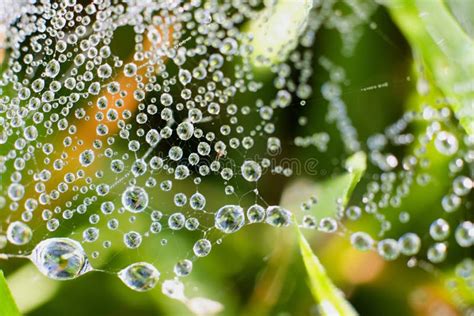 Water Drops Closeup On The Spider Web Stock Image Image Of Freshness