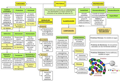 Rede De Proteinas De Patricia Piccinini