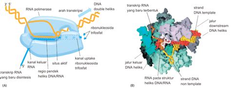 Transkripsi Dna Sintesis And Modifikasi Rna Biokimia Kedokteran Caiherang
