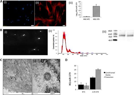 Transduction Of Mscs And Characterization Of Isolated Evs A