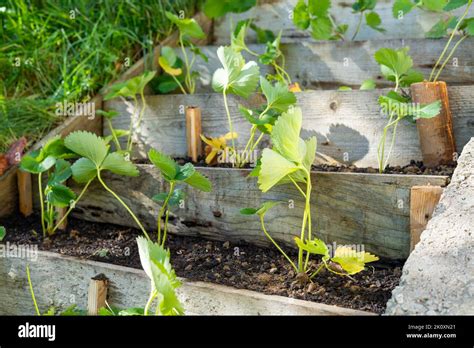 Newly Planted Strawberry Seedlings In The Garden With Staggered Rows