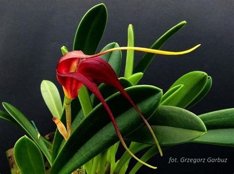 Storczyk Masdevallia Rolfeana Fs Rk Orchidgarden