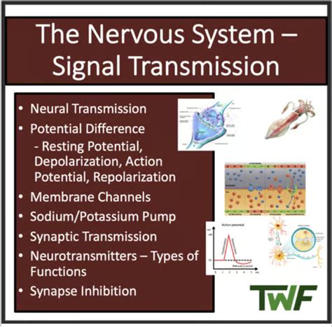 The Nervous System Signal Transmission Senior Biology Lesson By Teach Simple