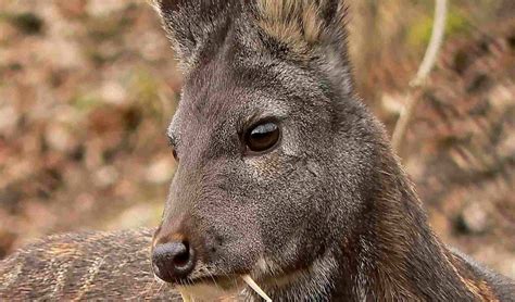 Siberian Musk Deer Facts Distribution And Population Biodb