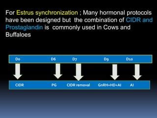 Impact Of Estrous Synchronization Protocols On Estrus Response And