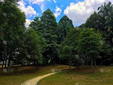树木和天空