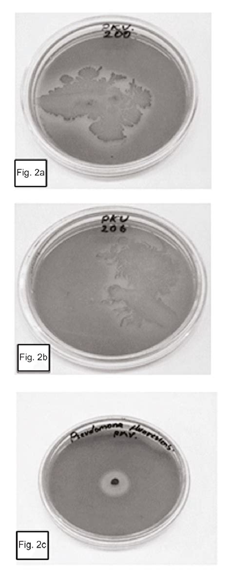 Strains That Showed Solubilization Of Phosphates 2a Bacillus Subtilis Download Scientific