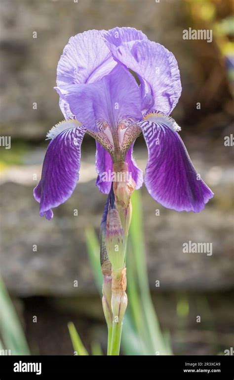Iris Germanica Known As German Iris German Iris Bearded Iris German