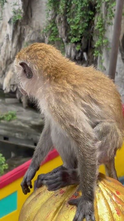 میمون های بازیگوش Youtube