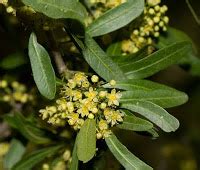 Argentina Nativa Molle Schinus Lonolius